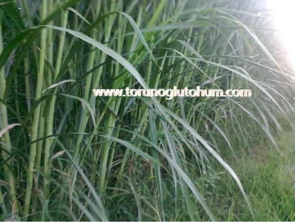 MARALFALFA YEM BİTKİSİ | Maralfalfa Yem Bitkisi, Maralfalfa Otu