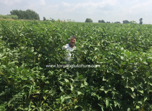 Silajlık Soya Tohumu | Maralfalfa Yem Bitkisi, Maralfalfa Otu
